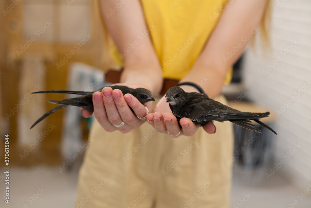 The common swift (Apus apus), called simply “swift” in Great Britain ...