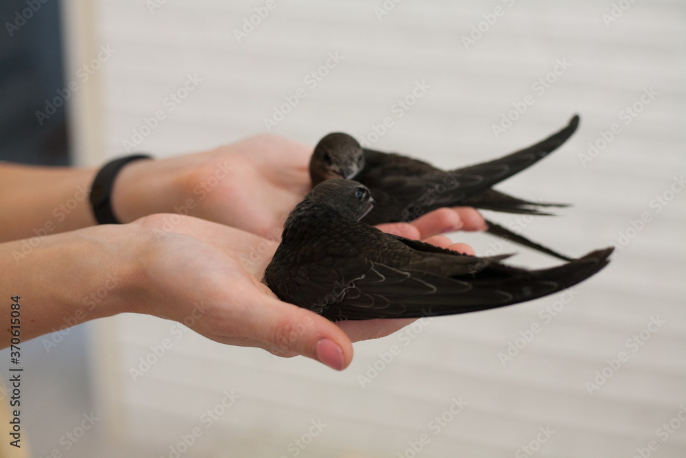 The common swift (Apus apus), called simply “swift” in Great Britain ...
