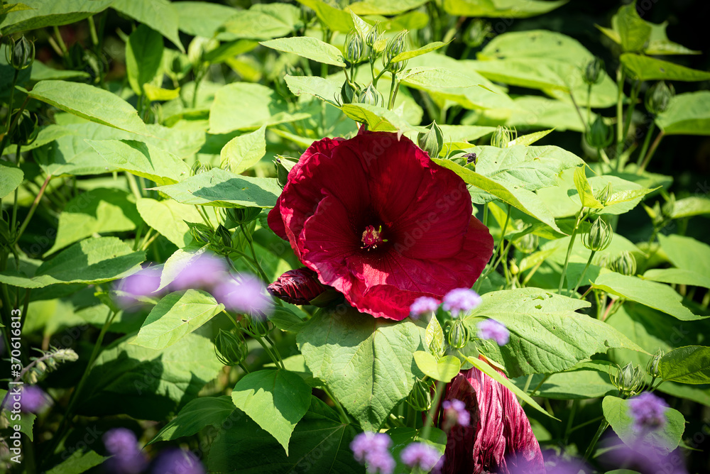 Foto de swamp rose mallow in garden under sunshine moscheutos beautiful ...