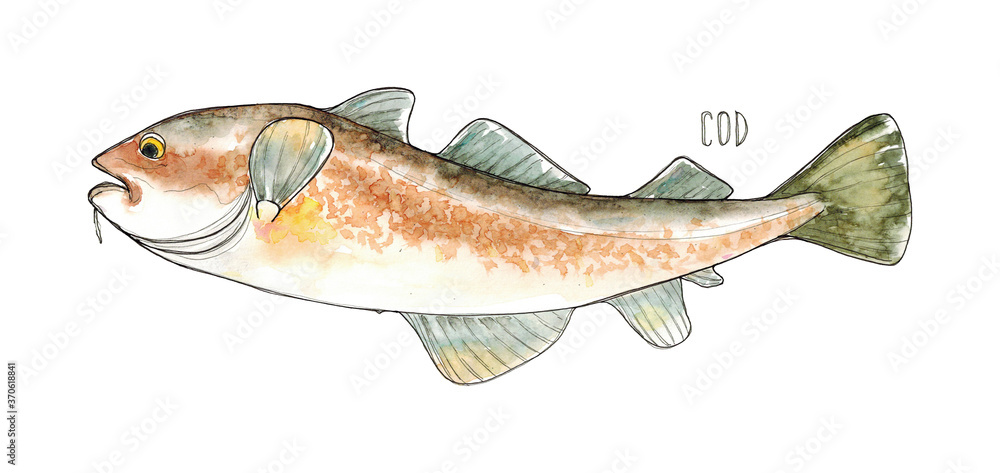 Watercolor hand drawn illustration of Cod fish with lettering Cod ...