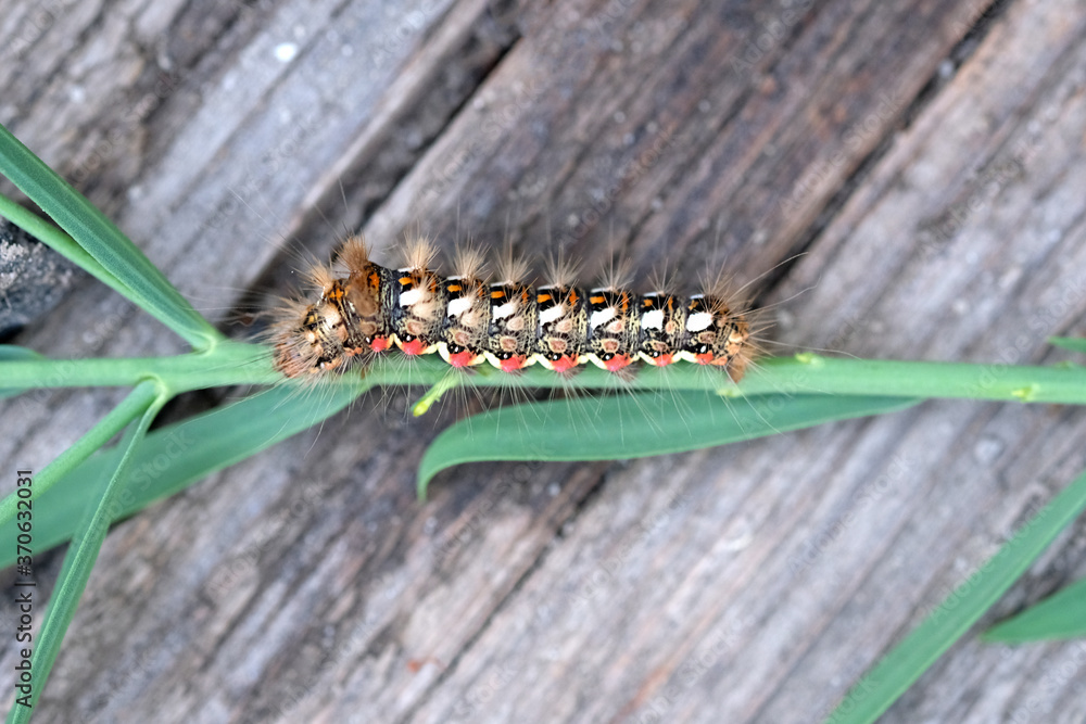 Acronicta (Viminia) rumicis. A multi-colored furry caterpillar on a ...