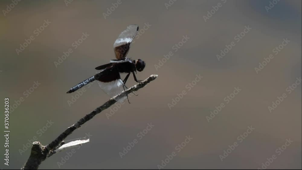A close up isolated footage of a common whitetail (libellula lydia ...