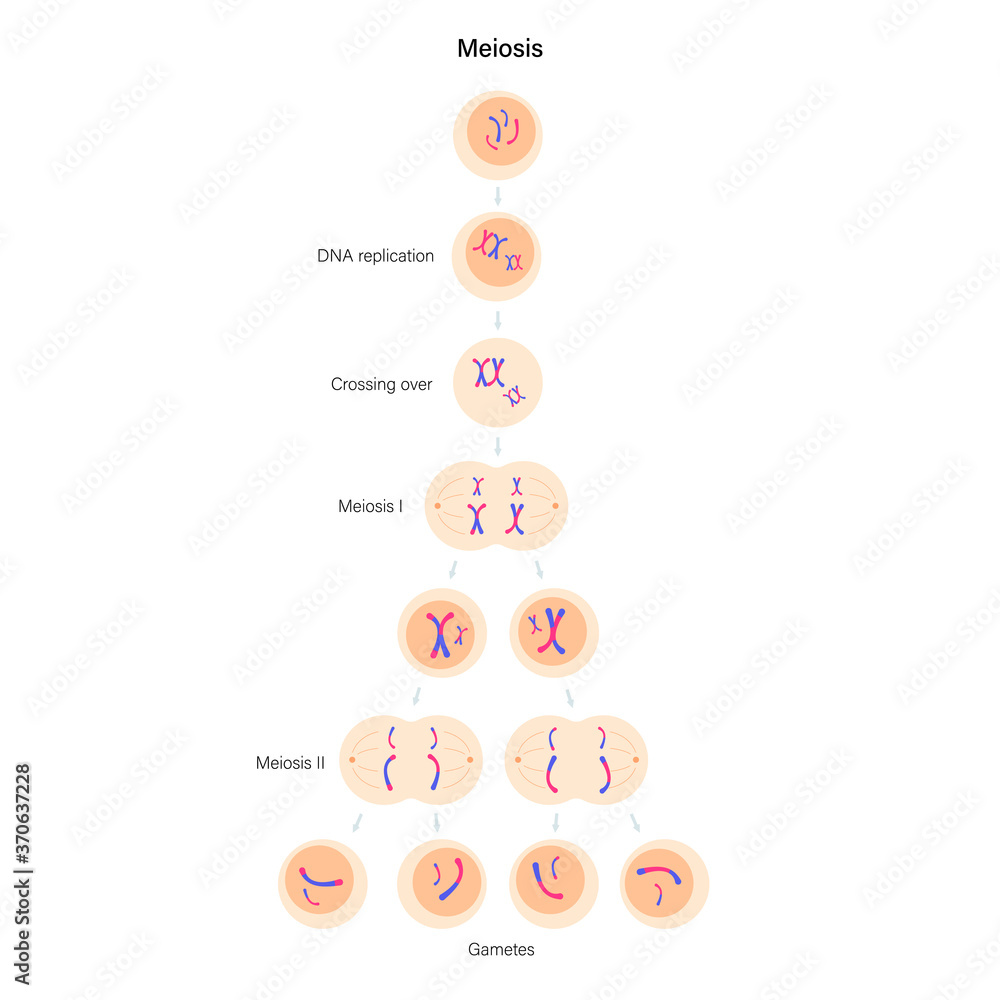 Meiosis cell division Stock Vector | Adobe Stock
