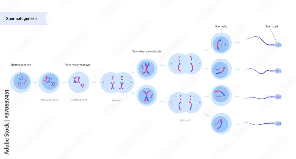 Reproductive system concept Stock Vector | Adobe Stock