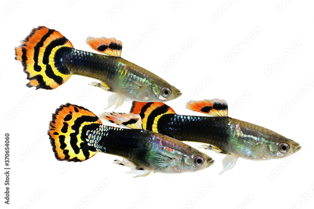 Guppy Dragon Head Guppy fish aquarium fish Poecilia reticulata colorful ...
