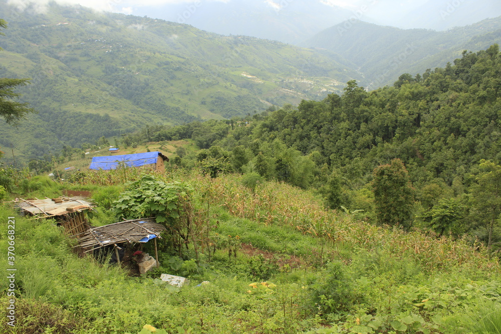 Beautiful village in the side of local forest in the summer season at ...