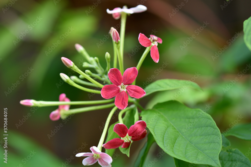 Rangoon Creeper Stock Photo | Adobe Stock