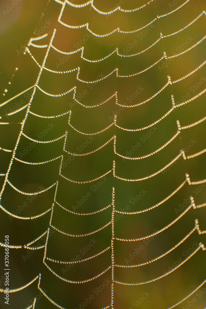 Cobweb or spiderweb natural rain pattern background close-up. Cobweb ...