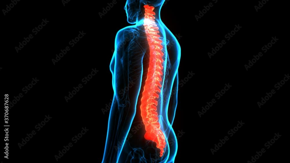 Spinal Cord Vertebral Column of Human Skeleton System Anatomy Animation ...