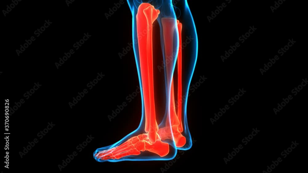 Human Skeleton System Tibia and Fibula Bone Joints Anatomy Animation ...
