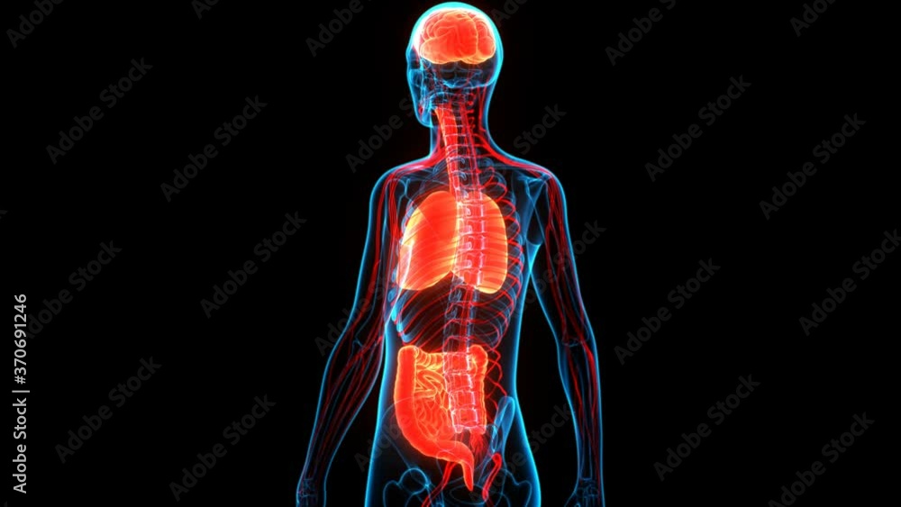 Human Internal Organs Brain, Respiratory System and Large and Small ...