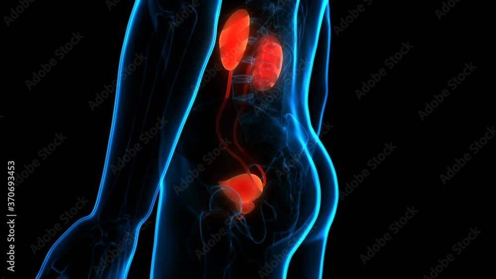 Human Urinary System Kidneys with Bladder Anatomy Animation Concept ...