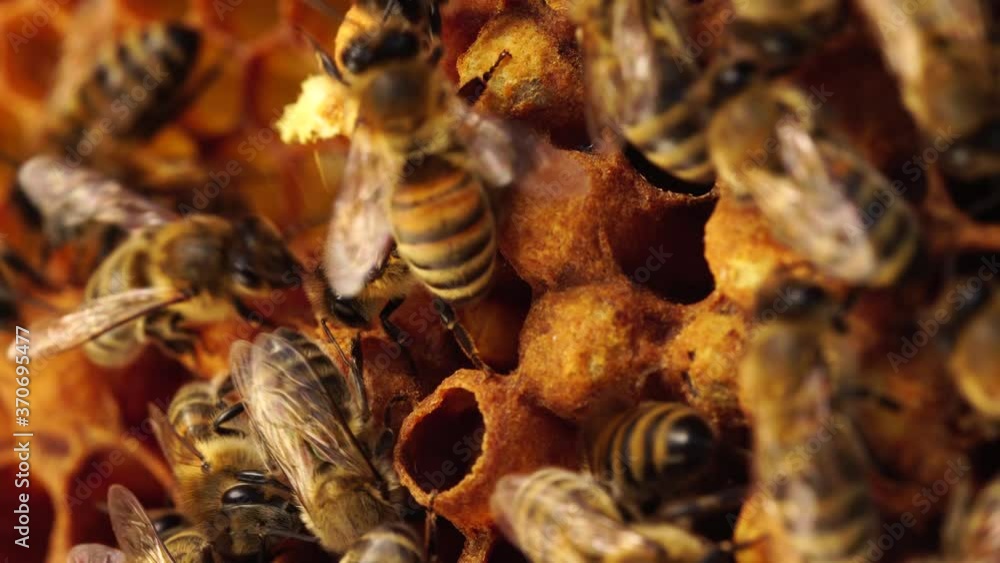 Drone cells in Bee hive. Drone brood in a beehive frame close up Stock ...