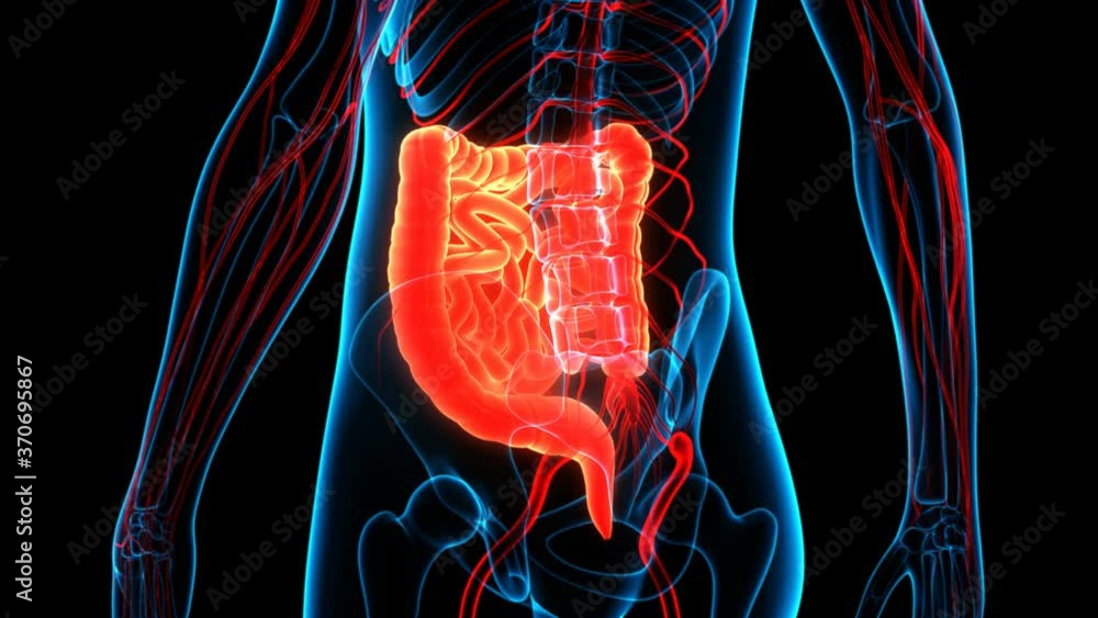 Human Digestive System Large and Small Intestine Anatomy Animation ...