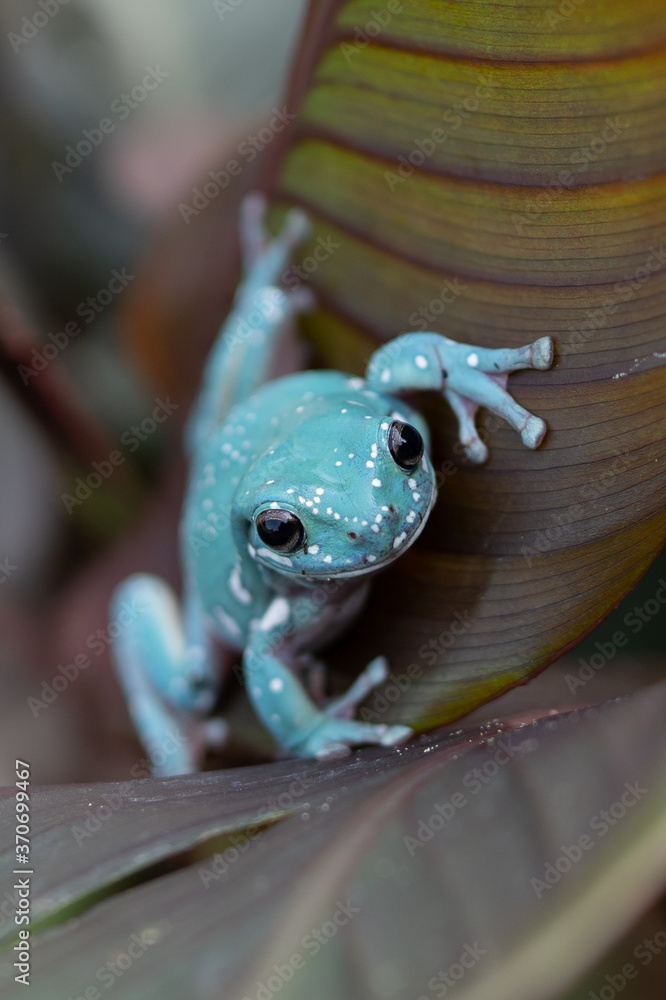 White's Tree Frog (Litoria caerulea) is a popular pet frog species and ...
