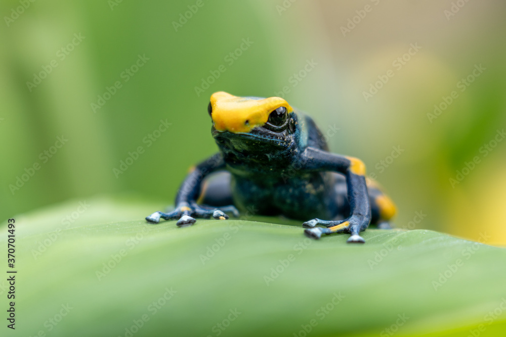 The dyeing dart frog, tinc (a nickname given by those in the hobby of ...