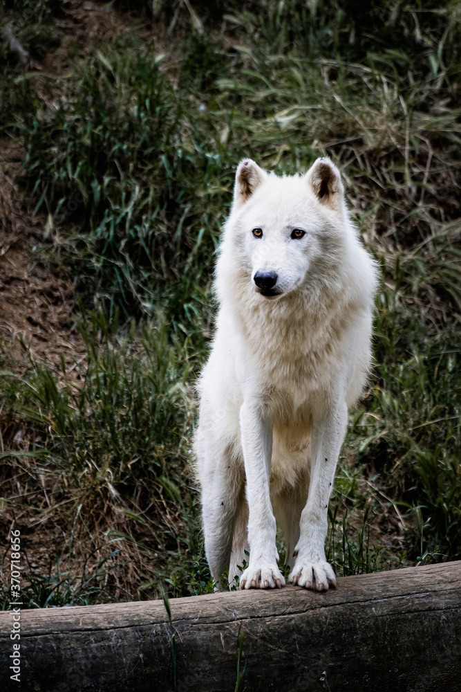 Portrait d'un magnifique loup arctique ou loup blanc Stock Photo ...