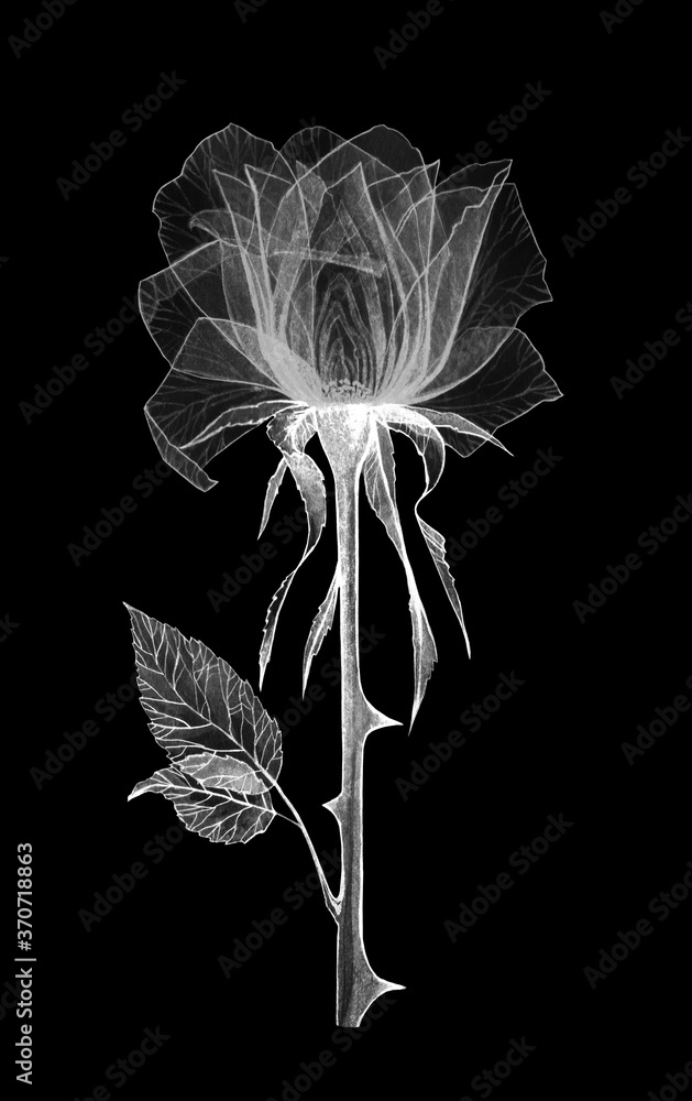 Transparent flowers of a rose of white color, hand-drawn in watercolor ...