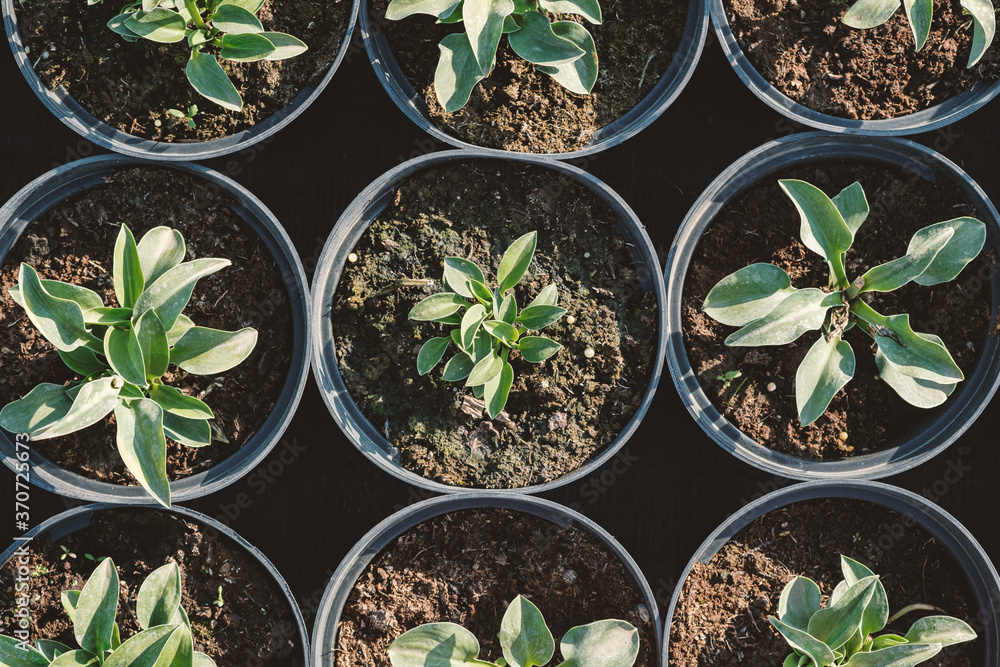 Hosta leaves pattern background. Bushes of the Hosta plant in pots for ...