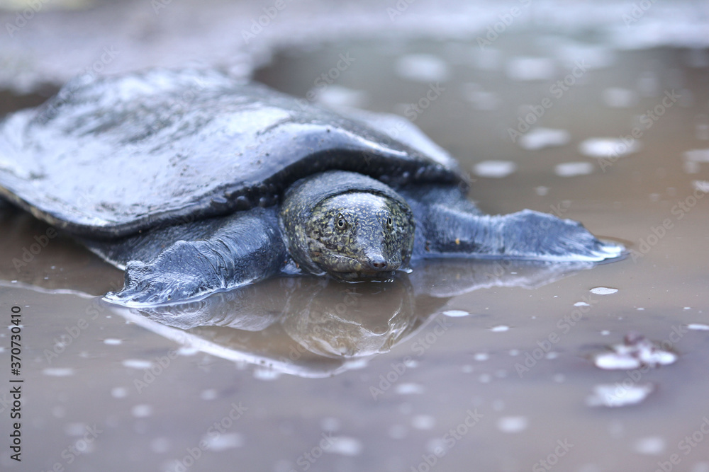 The Malayan softshell turtle is found in Brunei, Indonesia, Java ...
