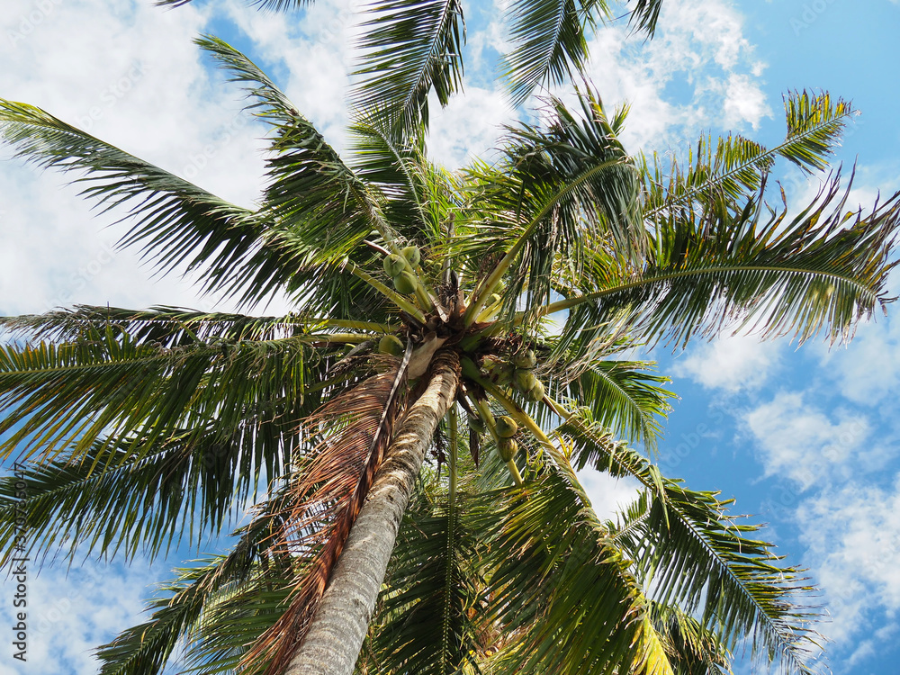 Coconut palmtree at Savaii Island, Samoa. Paradise island on the middle ...