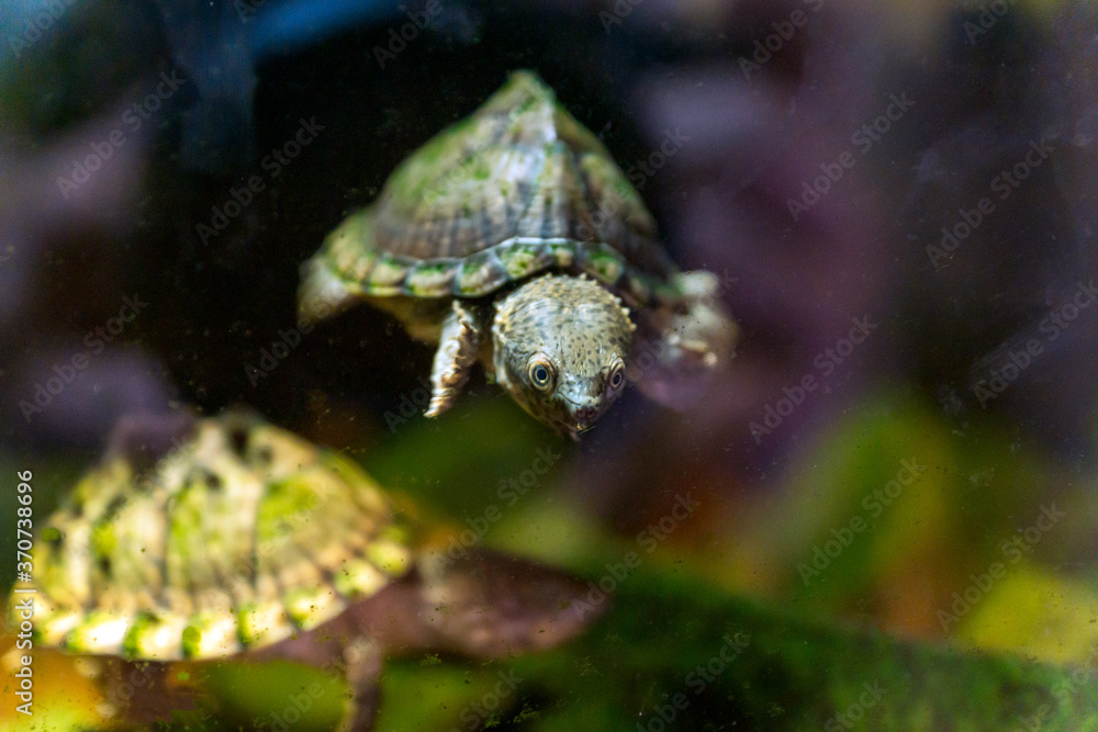 razor-backed musk turtle, Sternotherus carinatus reptile portrait ...