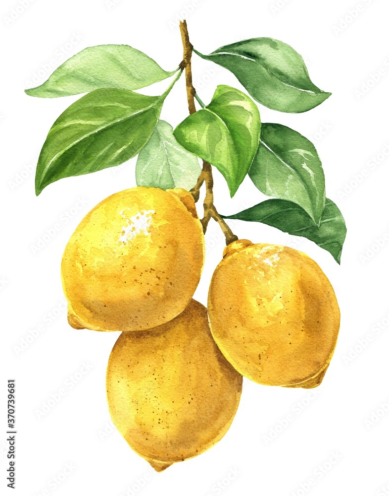 Watercolor lemon with green leaves on a branch isolated on white ...
