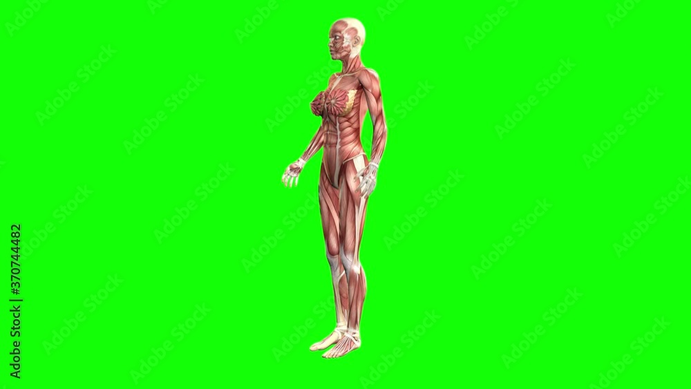 Female body anatomy - muscle map rotating on green screen - woman ...