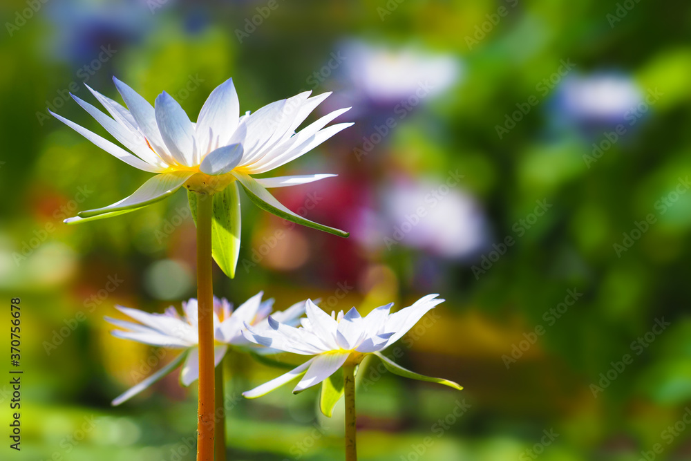 Foto de Blue star water lilies in pond. Nymphaea nouchali or Nymphaea ...