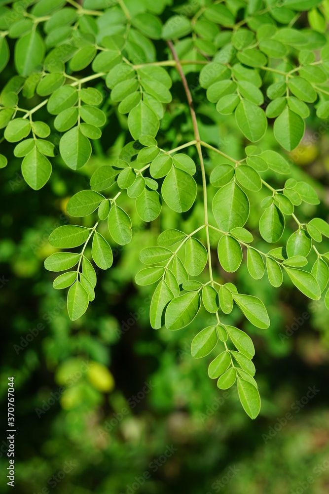 Moringa oleifera tree - Bali (Drumstick tree) Stock Photo | Adobe Stock