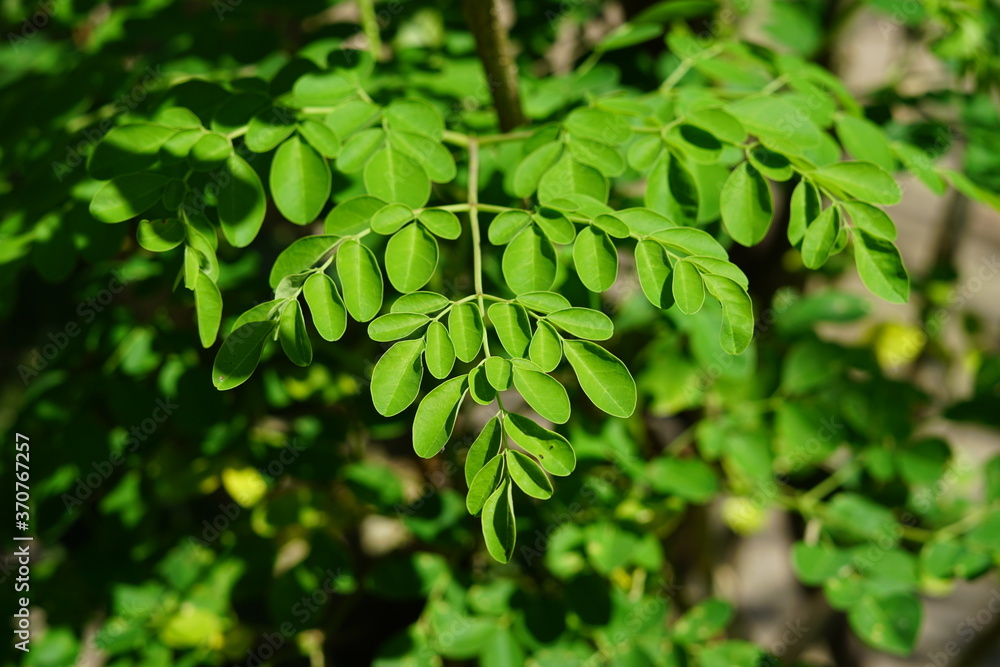 Moringa oleifera tree - Bali (Drumstick tree) Stock Photo | Adobe Stock