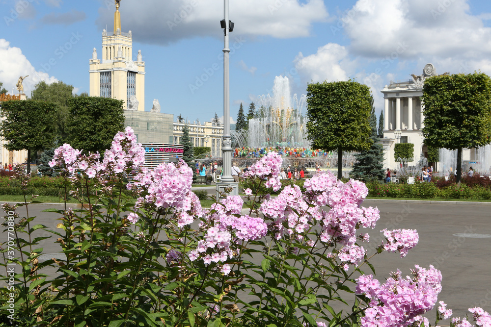 Flowers of pink garden phloxes, phlox paniculata, grade Rosa Pastell ...