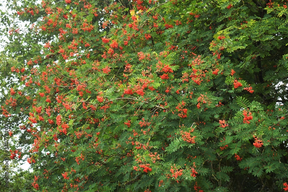 Branches of European Mountain Ash Rowan tree or Sorbus Aucuparia, with ...