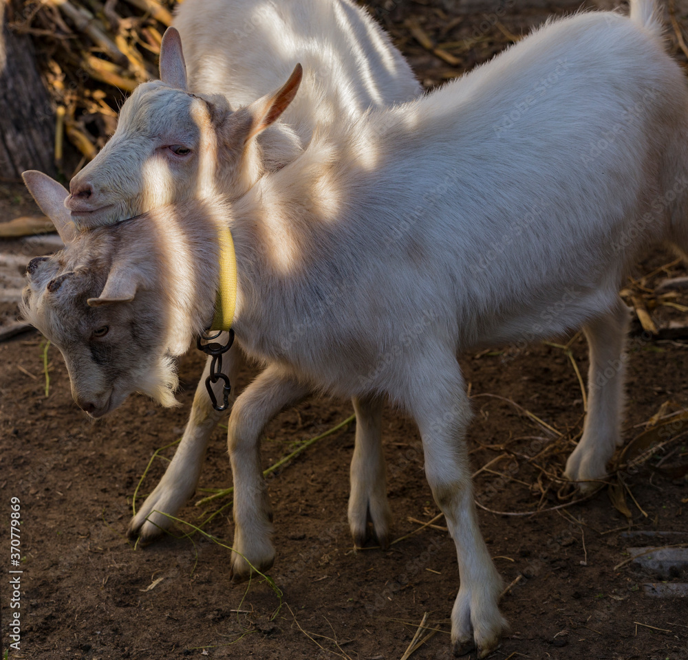 The Saanen, is a Swiss breed of domestic goat. Two white male goats are ...