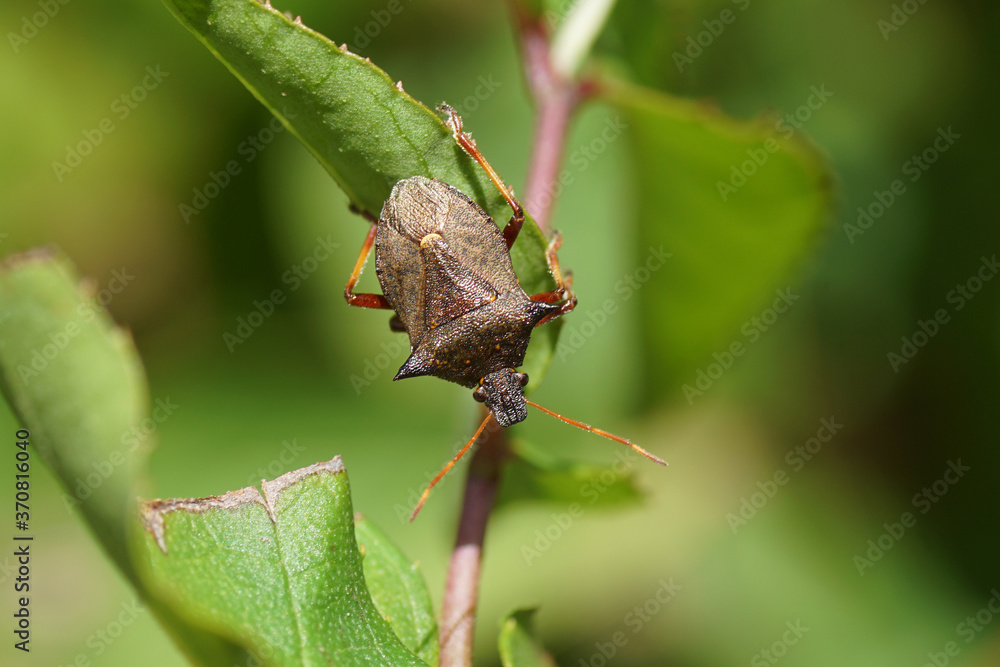 Picromerus bidens (spiny shieldbug, spiked shieldbug). Subfamily ...