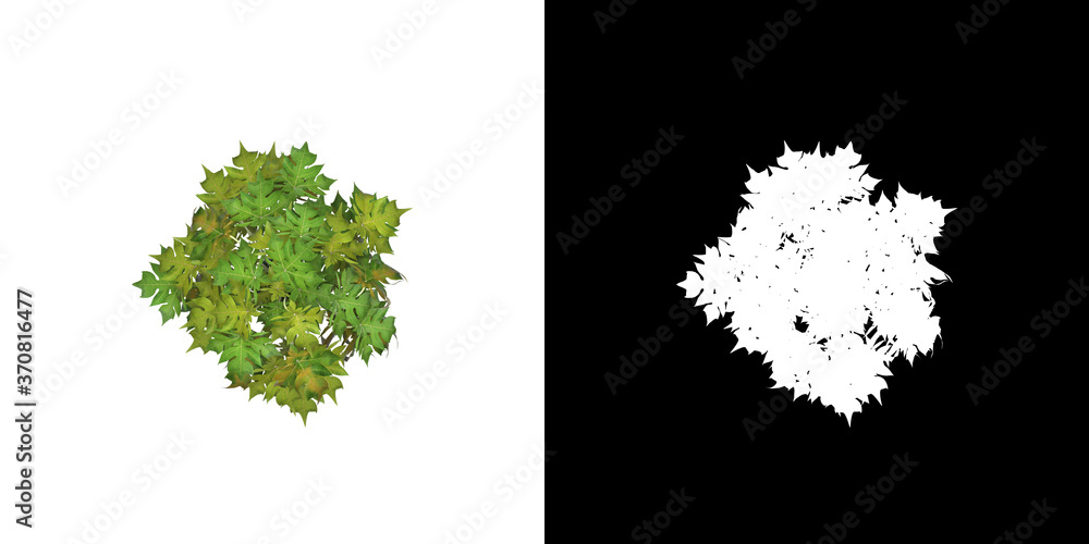 Top view of tree (Carica Papaya) png with alpha channel to cutout 3D ...