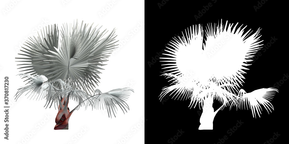 Front view of tree (Bismarckia Nobilis) png with alpha channel to ...