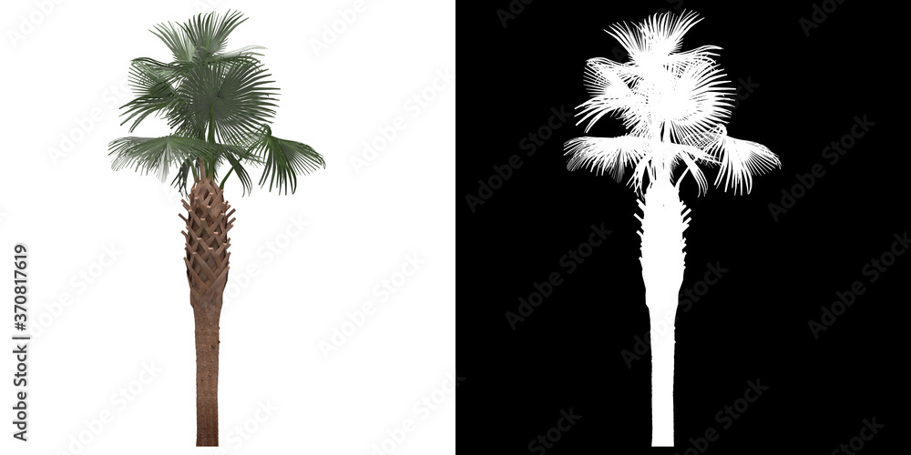 Front view of tree (Sabal Palmetto) png with alpha channel to cutout 3D ...
