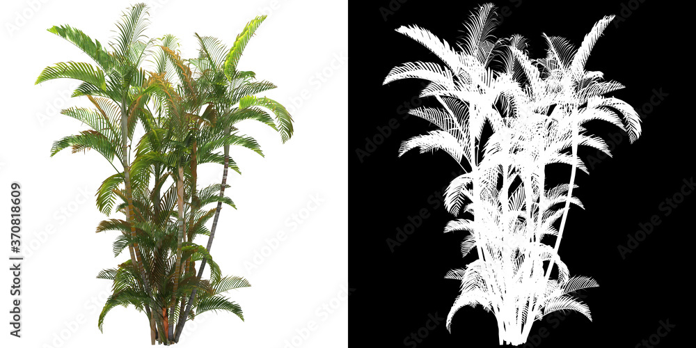 Left view of tree (Dypsis Lutescens) png with alpha channel to cutout ...