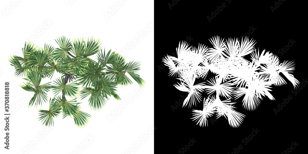 Top view of tree (Pandanus Utilis) png with alpha channel to cutout 3D ...