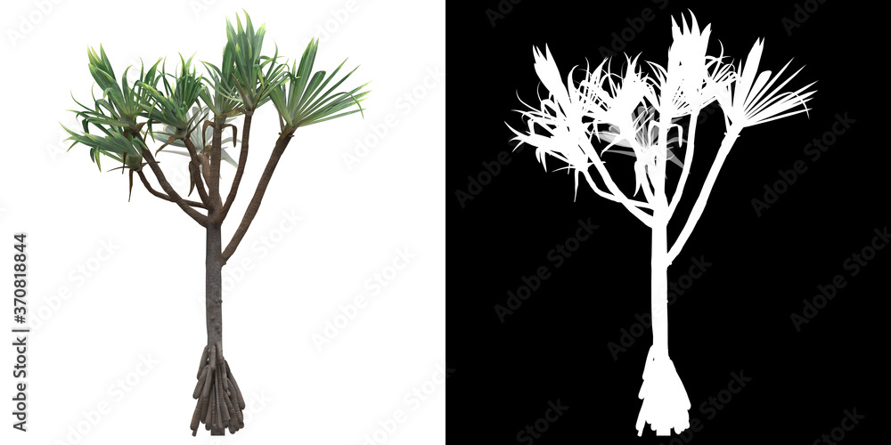 Front view of tree (Pandanus Utilis) png with alpha channel to cutout ...
