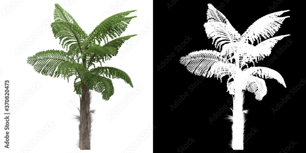 Front view of tree (Caryota Gigas) png with alpha channel to cutout 3D ...