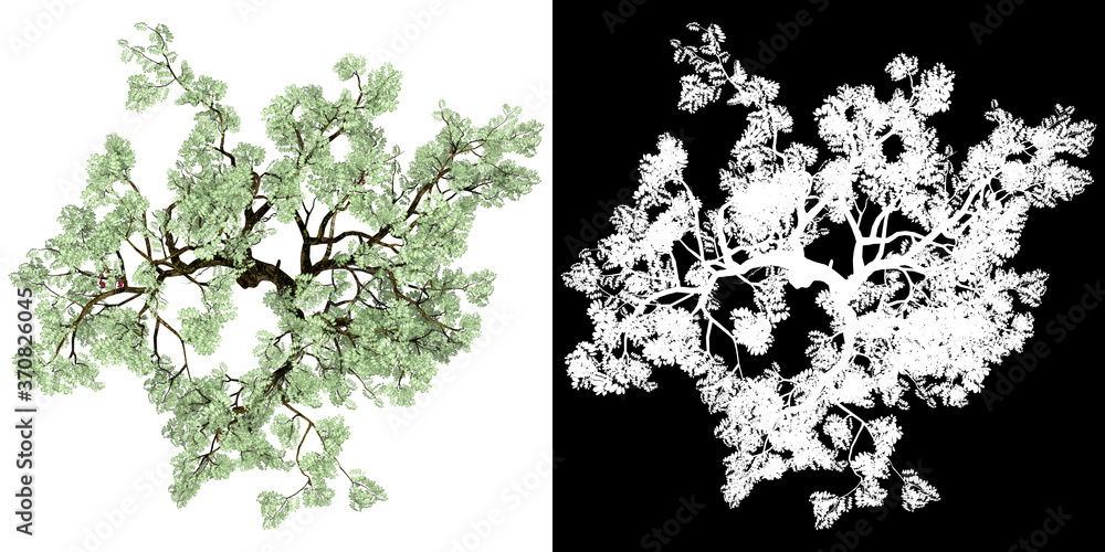 Top view of tree (Ucla) png with alpha channel to cutout 3D rendering ...