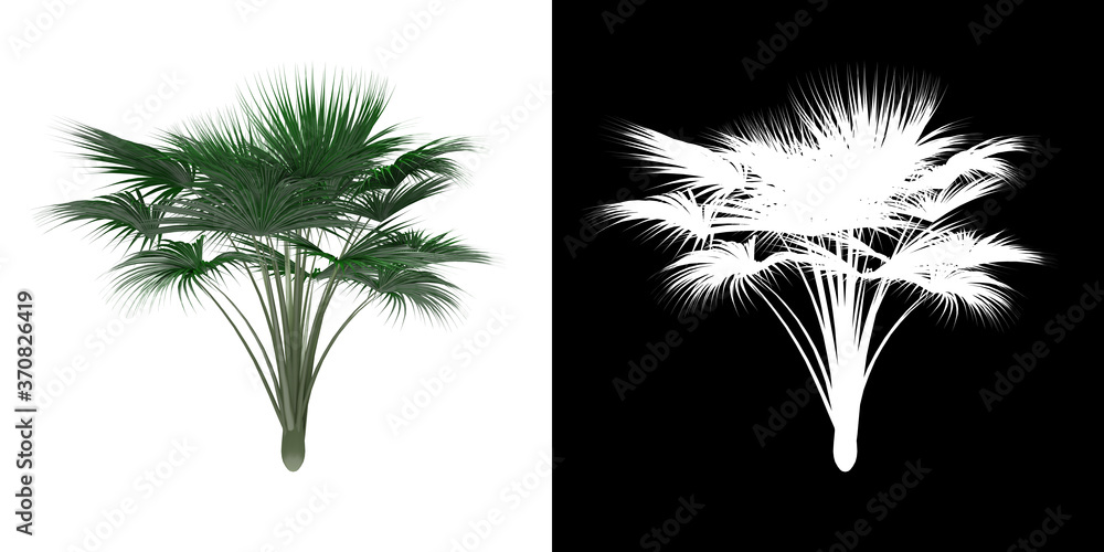 Left view of tree (Generic) png with alpha channel to cutout 3D ...