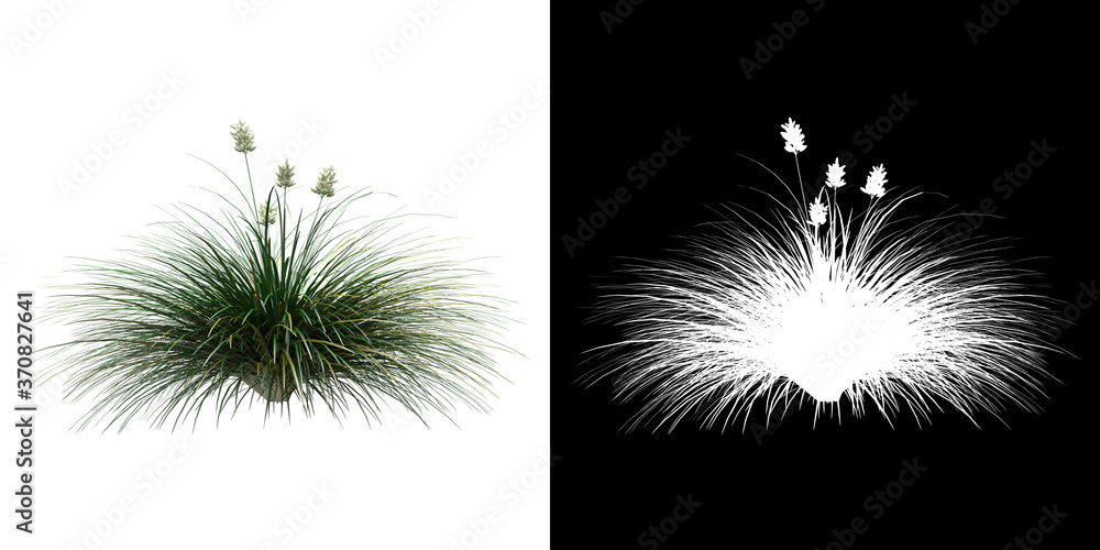Front view of tree (Festuca Idahoensis) png with alpha channel to ...