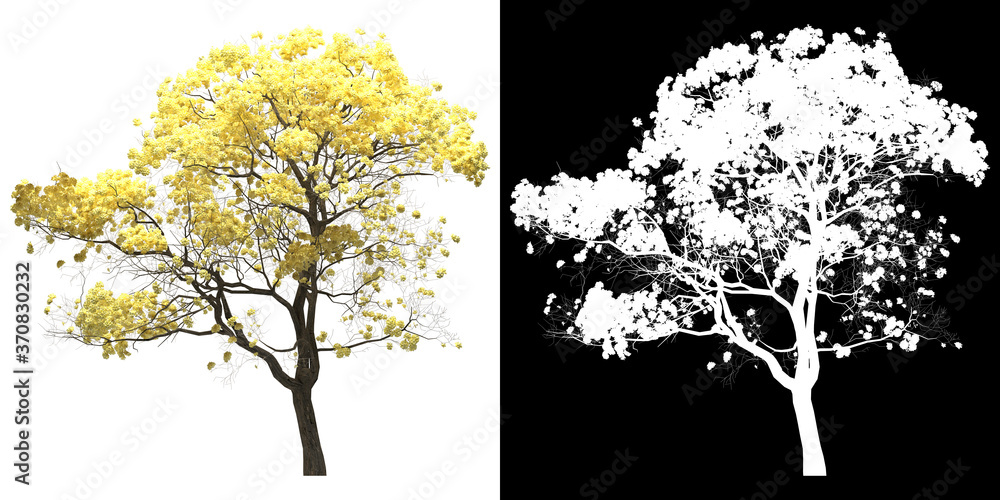 Front view of tree (Tabebuia Chrysantha) png with alpha channel to ...