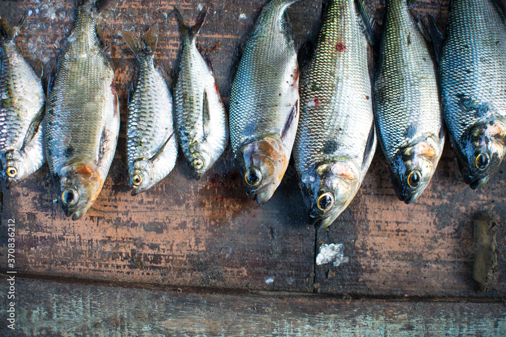 pesca, fishing, pez Stock Photo | Adobe Stock