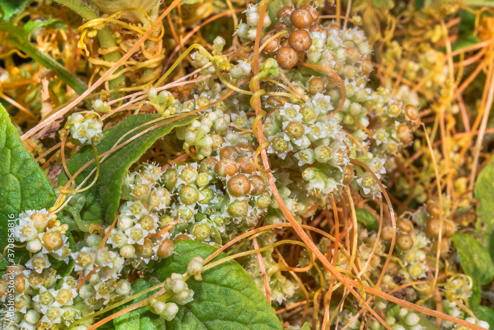 Flowers and ripe seeds of Cuscuta Dodder. The quarantine plant is a ...