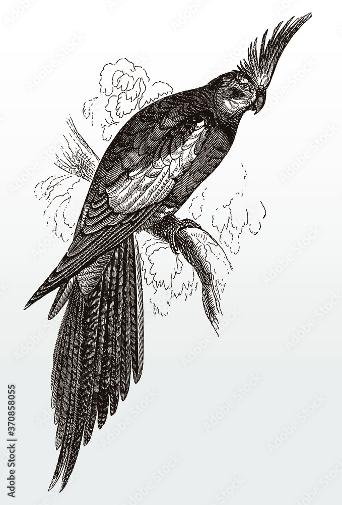 Cockatiel nymphicus hollandicus in side view sitting on a branch, after ...