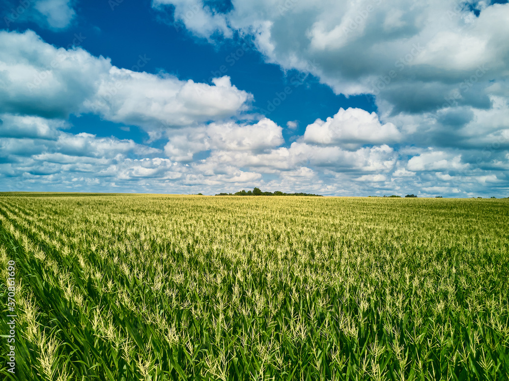 Aerial Drone images of Amish country cornfields in Pennsylvania ...
